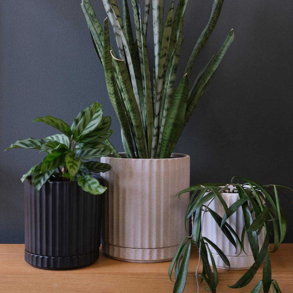 Offshoot | Pots + Planters | Athena Planter Grey Large – Offshoot Botanica