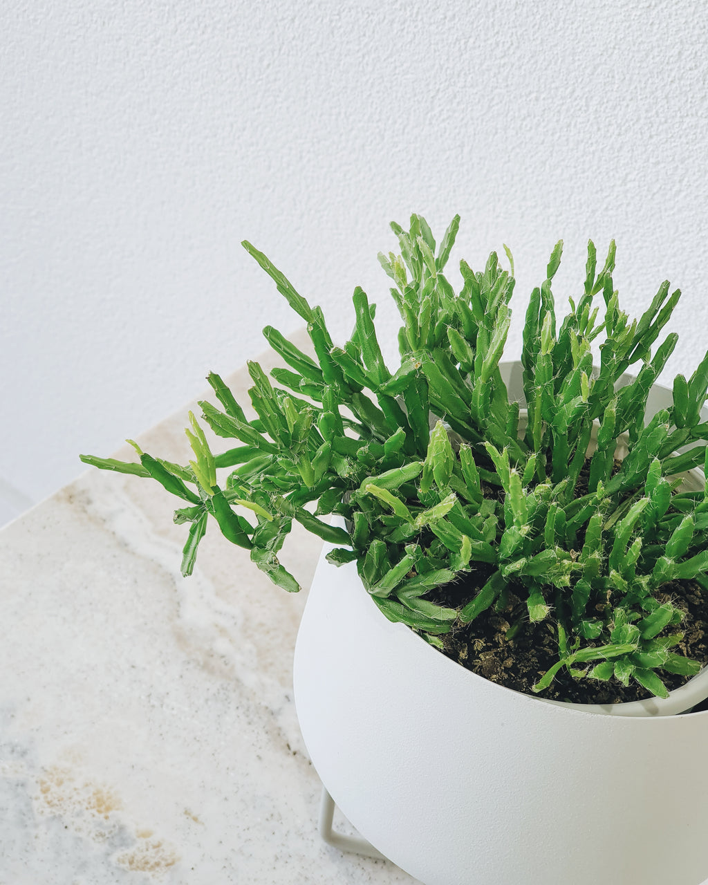 Offshoot | Indoor Plants | Rhipsalis sulcata 13cm – Offshoot Botanica