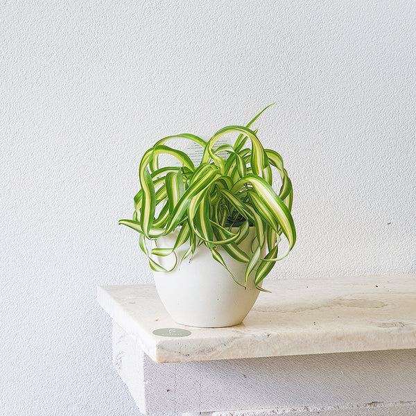 All Plants – Offshoot Botanica