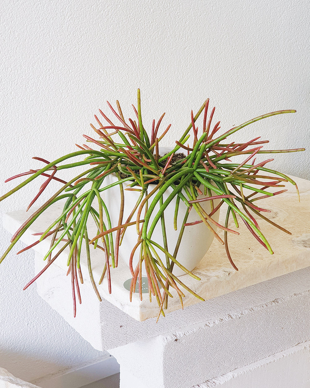 Offshoot | Indoor Plants | Rhipsalis 'Red Coral' - 13cm – Offshoot Botanica