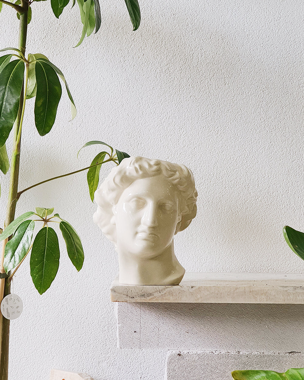 Offshoot Botanica - Melbourne Indoor Plants + Accessories