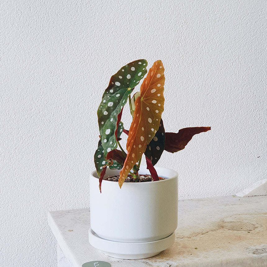 All Plants – Offshoot Botanica