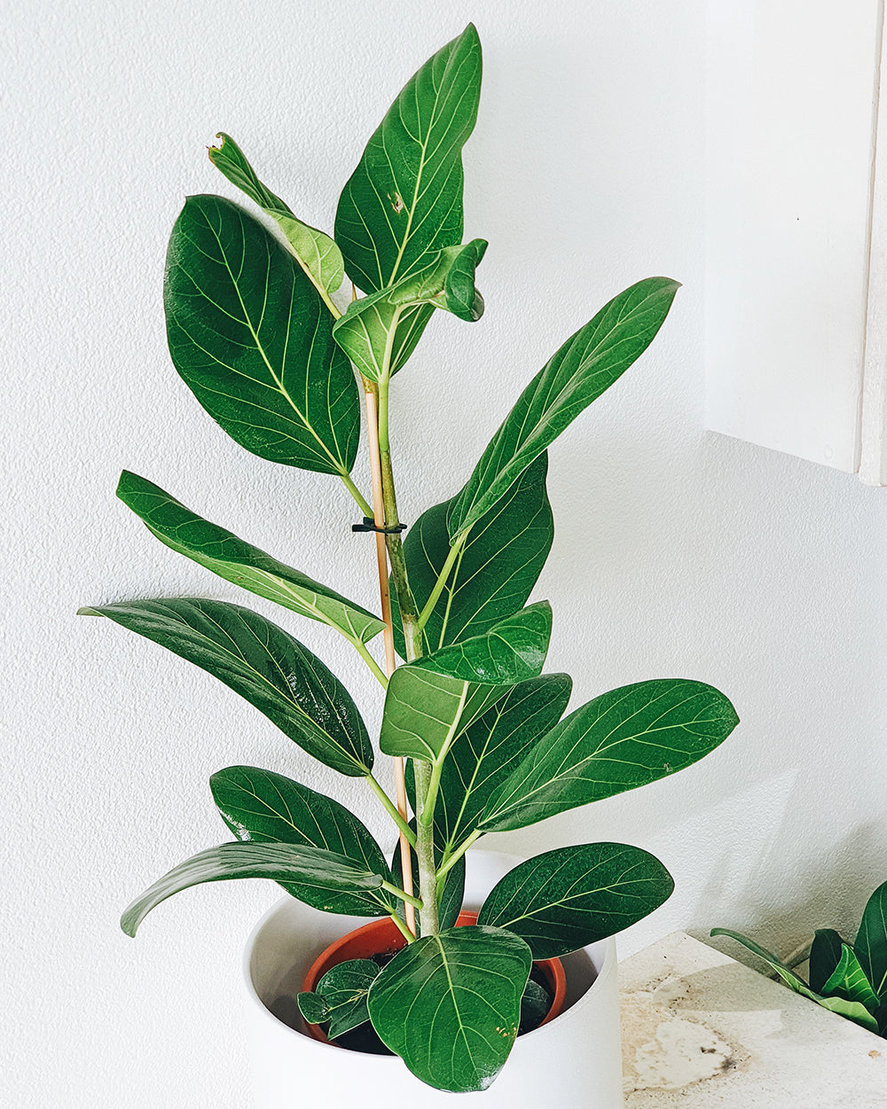 Offshoot | Indoor Plants | Ficus benghalensis 'Audrey' – Offshoot Botanica