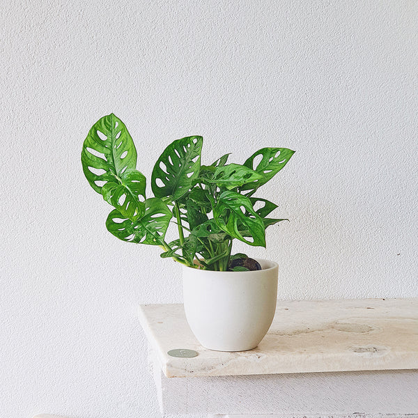 All Plants – Offshoot Botanica