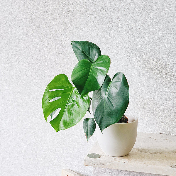 Monstera – Offshoot Botanica