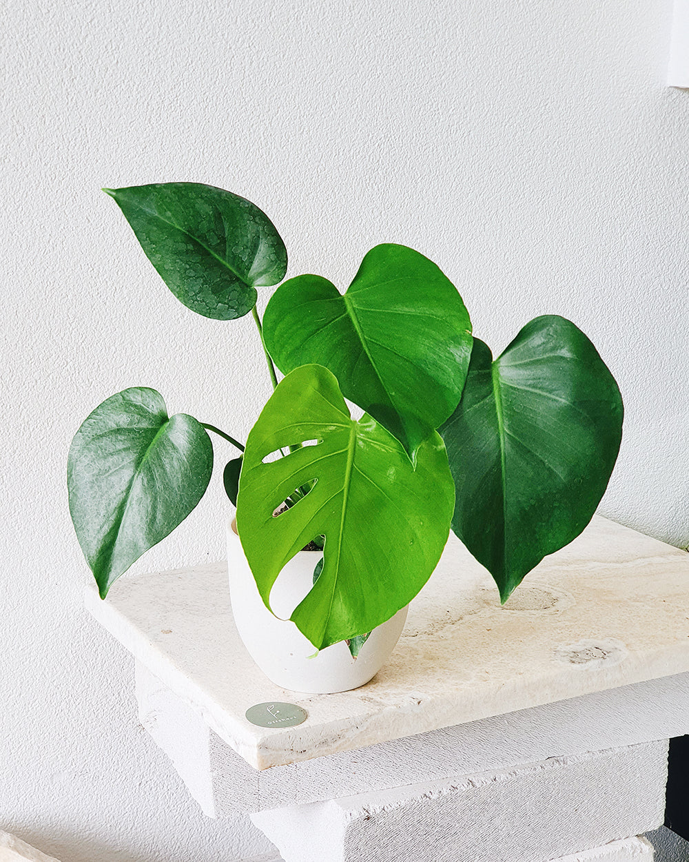Offshoot | Indoor Plants | Monstera deliciosa 13cm – Offshoot Botanica