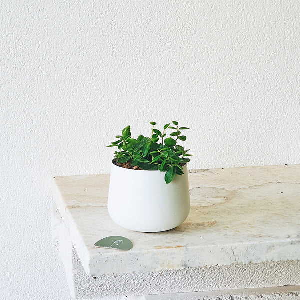 All Plants – Offshoot Botanica