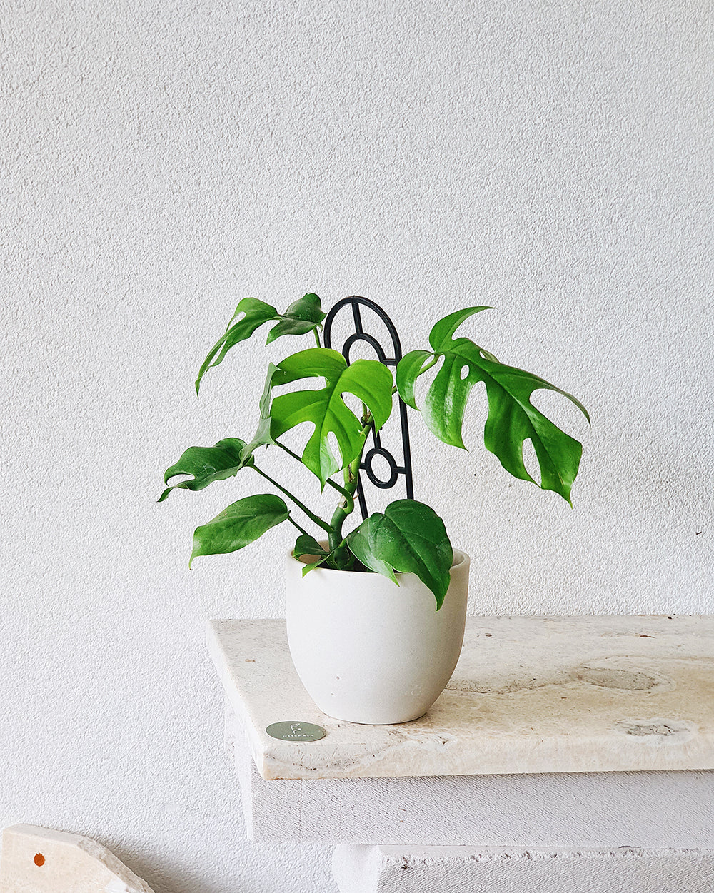 All Plants – Offshoot Botanica