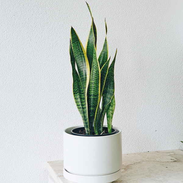 Offshoot | Collections | Indoor Plants | Medium Plants – Offshoot Botanica