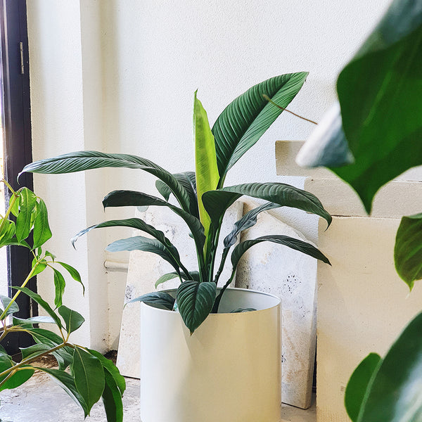 Offshoot | Collections | Indoor Plants | Large Plants – Offshoot Botanica