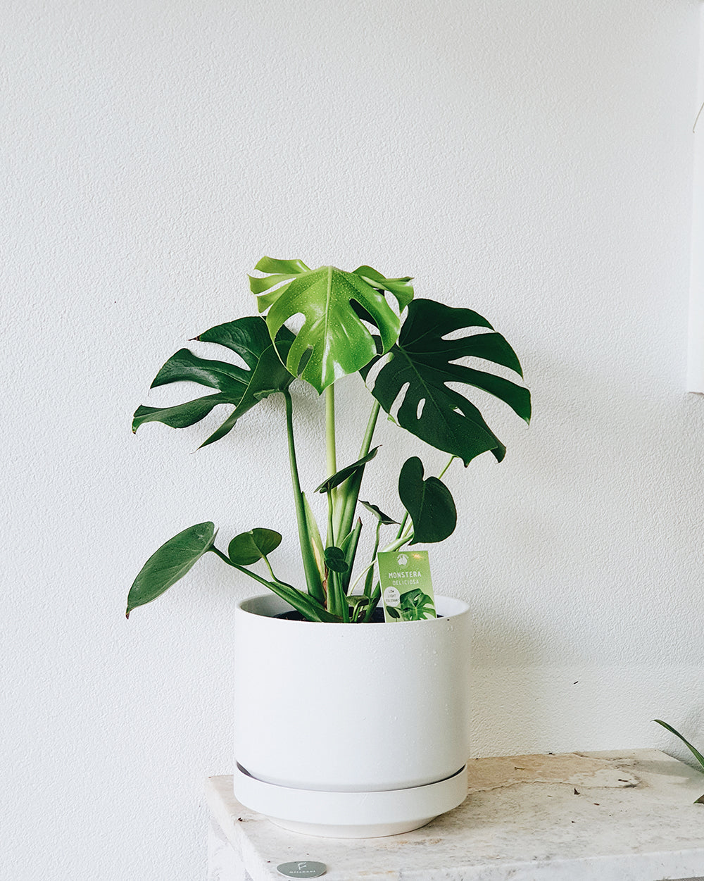 Offshoot | Indoor Plants | Monstera deliciosa 'Tauerii'12cm – Offshoot ...