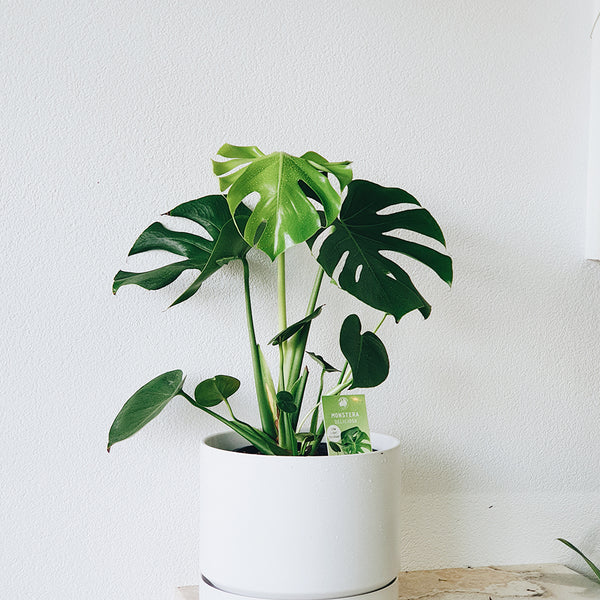 Monstera – Offshoot Botanica