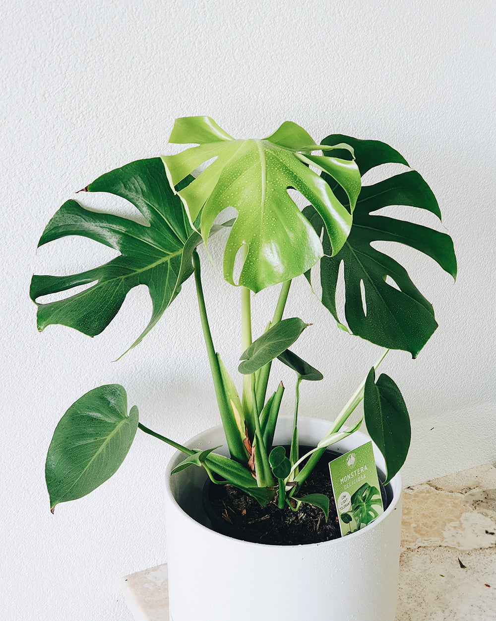 Offshoot | Indoor Plants | Monstera deliciosa 'Tauerii'12cm – Offshoot ...
