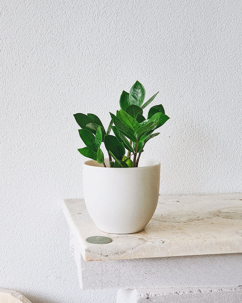 All Plants – Offshoot Botanica